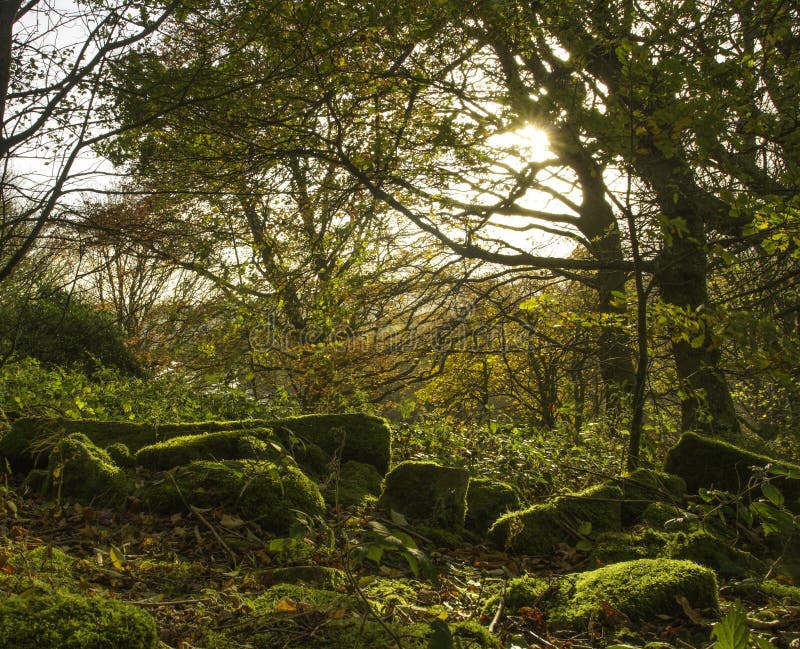 Moss Covered Stones in the Autumn Trees Stock Photo - Image of forest ...