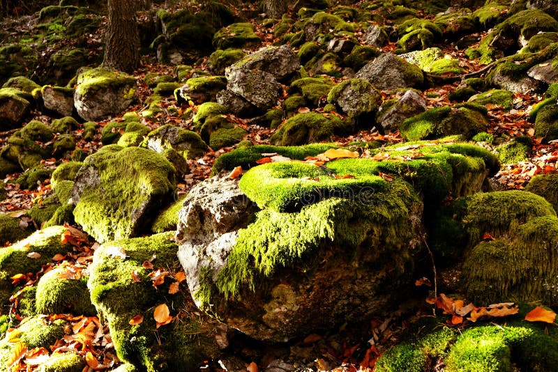 Moss-covered Stones in Nature Stock Image - Image of scenery, season ...