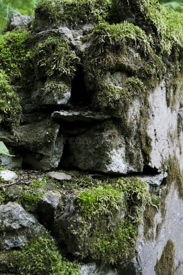 Moss covered stones stock image. Image of live, forest - 254306141