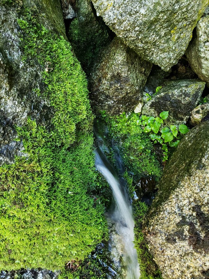 Moss covered stream stock image. Image of water, little - 150284277