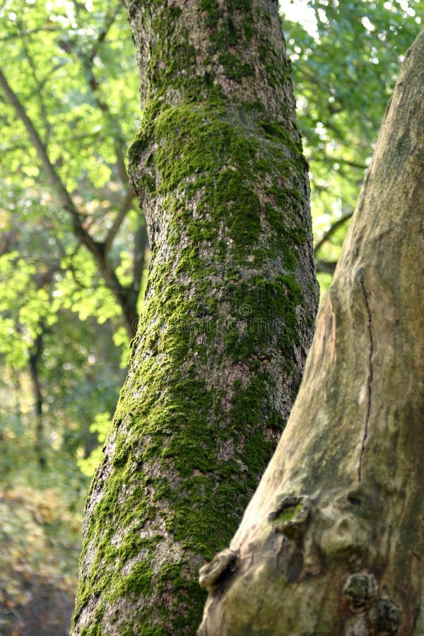 Moss Covered Tree stock image. Image of trunk, enduring - 380121