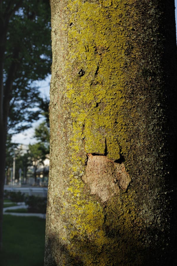 Moss-Covered Tree Bark at Dawn Becomes a Smily Face Stock Photo - Image ...