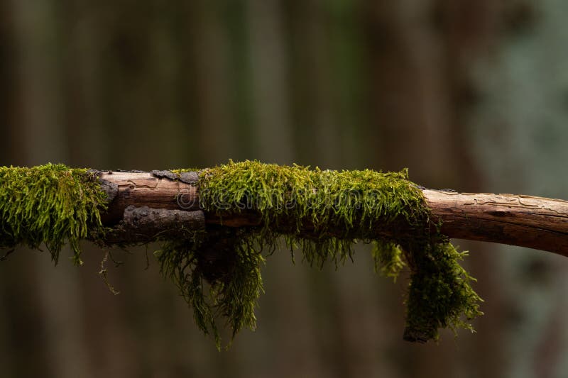Moss Covered Tree Branch Texture in a Tranquil Forest Stock Image ...