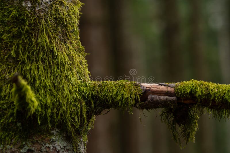 Moss Covered Tree Branch Texture in a Tranquil Forest Stock Image ...