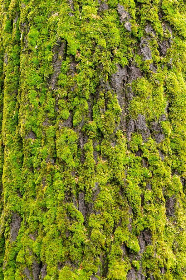 Moss-covered tree stock photo. Image of close, musk, leaf - 40758176
