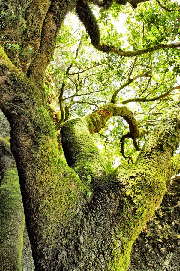 Moss-covered tree stock image. Image of landmark, green - 32788237