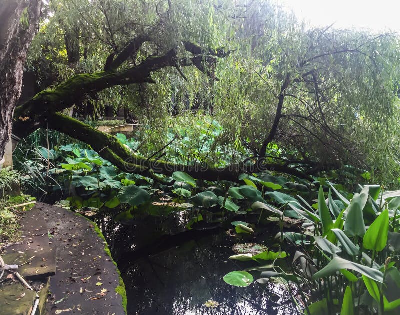 Moss Covered Tree Hanging Over Pond in China Stock Photo - Image of ...