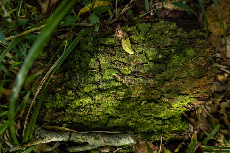 Moss-covered Tree Log in a Natural Outdoor Setting Stock Photo - Image ...