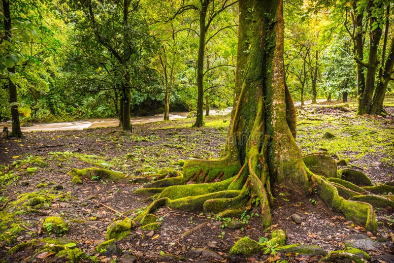 Moss Covered Tree in Maui stock image. Image of covered - 69275859