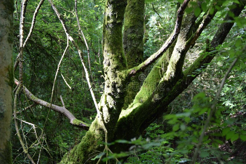 Moss Covered Tree, Mendip Hills. Stock Photo - Image of path, combe ...