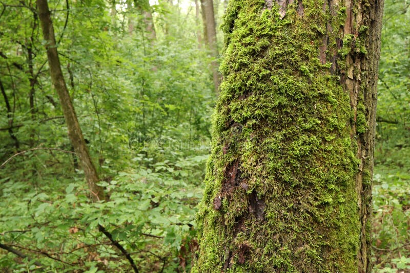 Green Wild Forest Trees Covered with Moss Stock Image - Image of garden ...