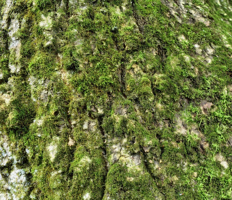 Moss covered tree stock image. Image of tree, stem, covered - 228679037