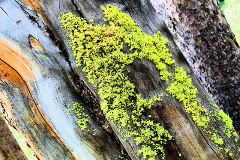 Moss Covered Tree Beautiful Green Stock Image - Image of tree, covered ...
