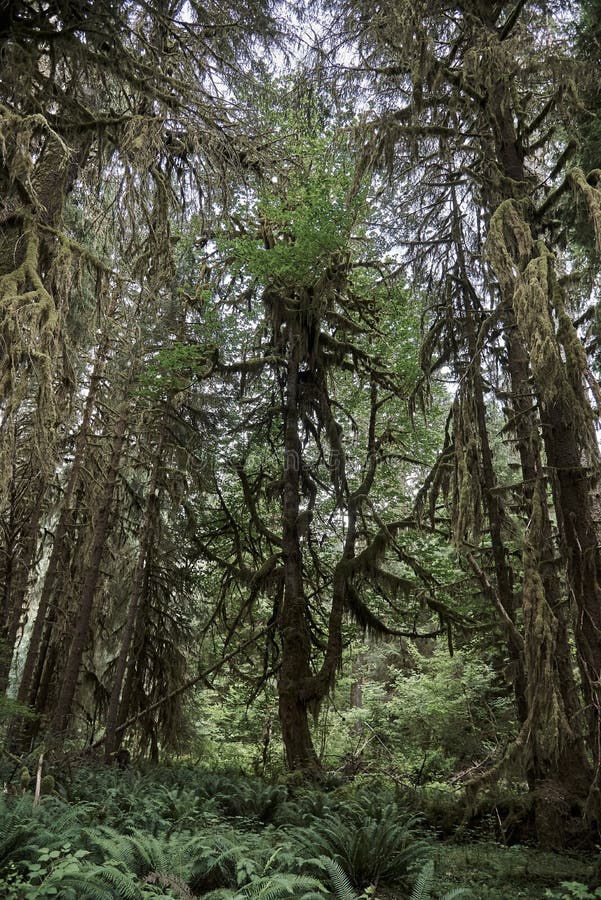 Moss Covered Tree in Olympic National Forest Stock Image - Image of ...