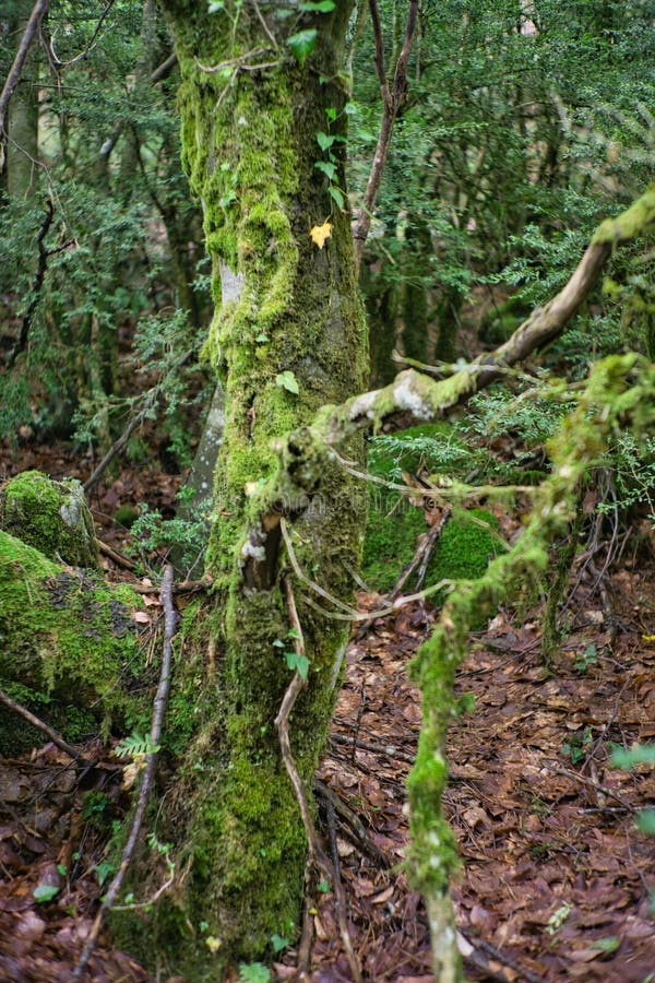Moss Covered Tree in Primeval Forest Over Dion Village Under Mount ...
