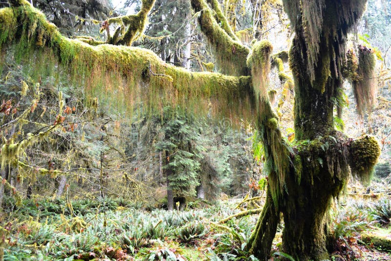 Moss Covered Tree in Rainforest Stock Photo - Image of covered, moss ...