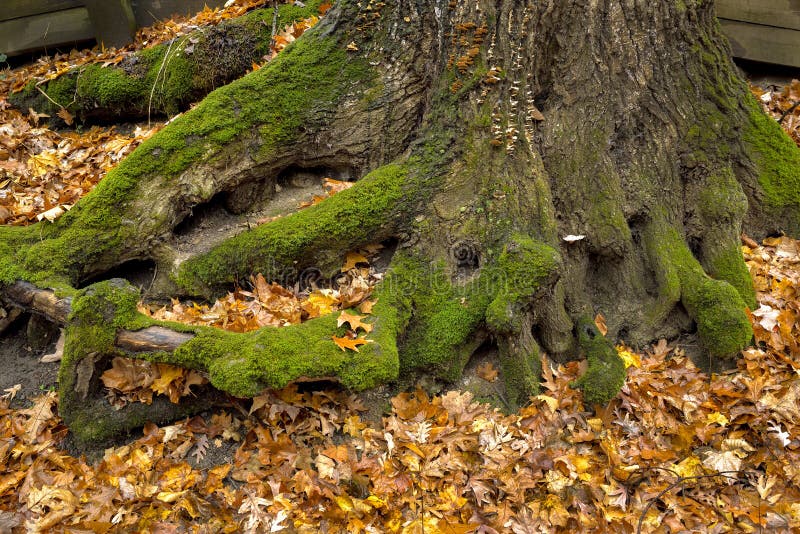 Moss covered tree roots . stock image. Image of green - 81176087