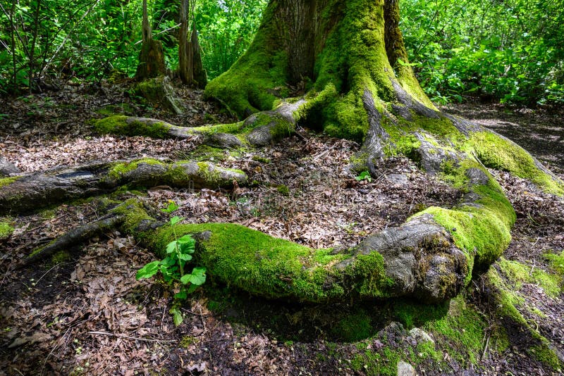Moss Growing Base Tree Sunny Forest Stock Photos - Free & Royalty-Free ...