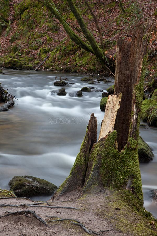 Moss Covered Tree Stump on Golitha Falls Stock Photo - Image of stump ...