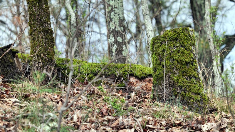 Moss Covered Tree Stump and Log Stock Photo - Image of natural, decay ...