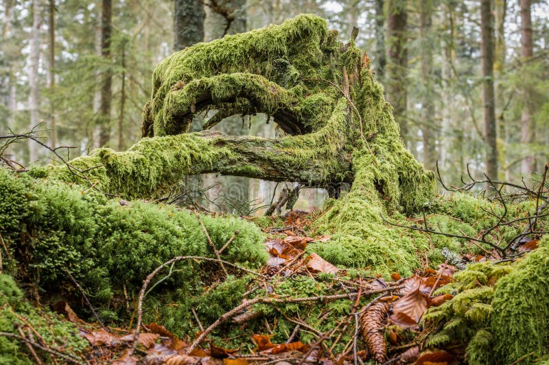 Moss-covered Tree Stump and Roots in the Forest with Foliage and Moss ...