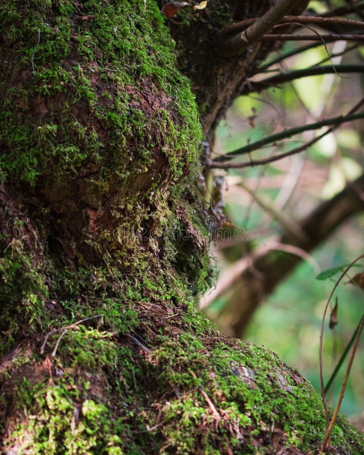 Moss-covered Tree Stump Surrounded by Lush Green Moss Stock Image ...