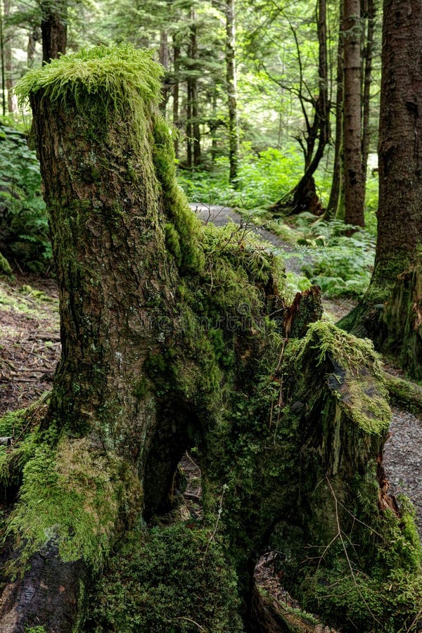 Moss Covered Tree Stump in Temperate Rainforest Stock Photo - Image of ...