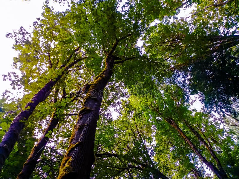 Moss covered tree tops stock photo. Image of nature - 100439298