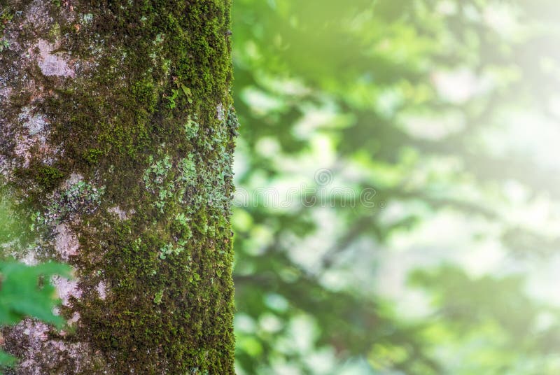 Moss-covered Tree Trunk with Blurred Green Background Stock Photo ...