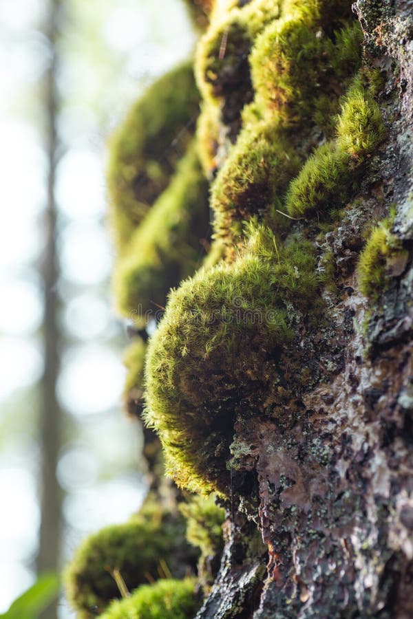 Moss covered forest scene stock photo. Image of moss - 238896492