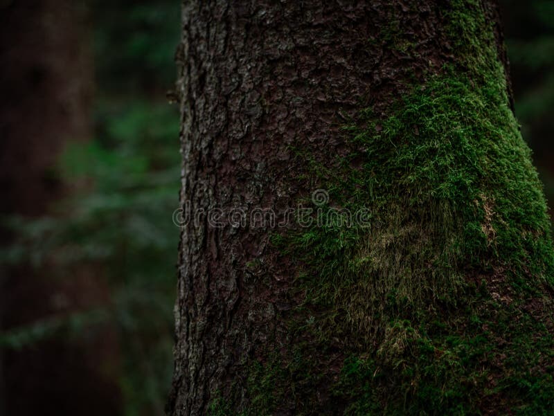 Moss-covered tree trunk stock image. Image of road, autumn - 231127475