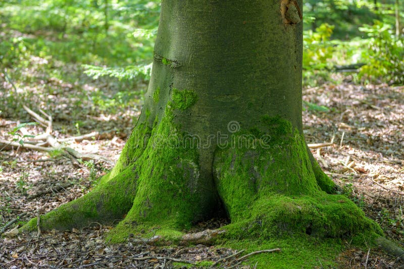 Moss-Covered Tree Trunk in the Forest Stock Image - Image of ...