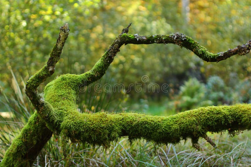 Moss Covered Tree Trunk in Forest Stock Image - Image of trunk ...