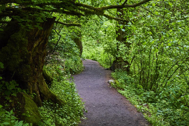 Moss-Covered Tree Trunk and Forest Path at Eye Level Stock Image ...