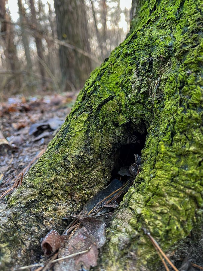 Moss Covered Tree Trunk with Hollow in Forest Stock Photo - Image of ...