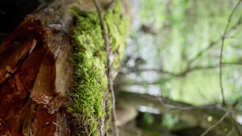 Moss Covered Tree Trunk in Natural Landscape. a Terrestrial Plants ...