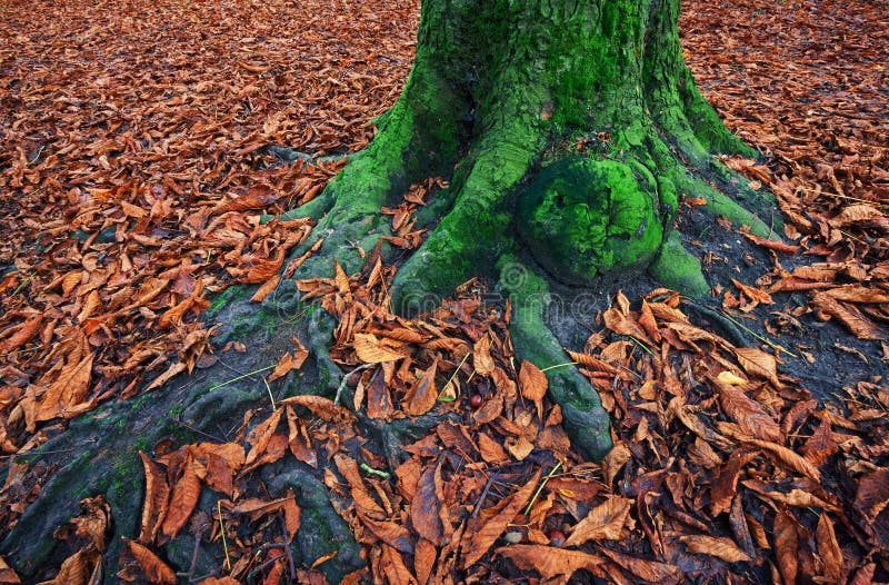 Moss covered tree trunk stock image. Image of outdoors - 35072643