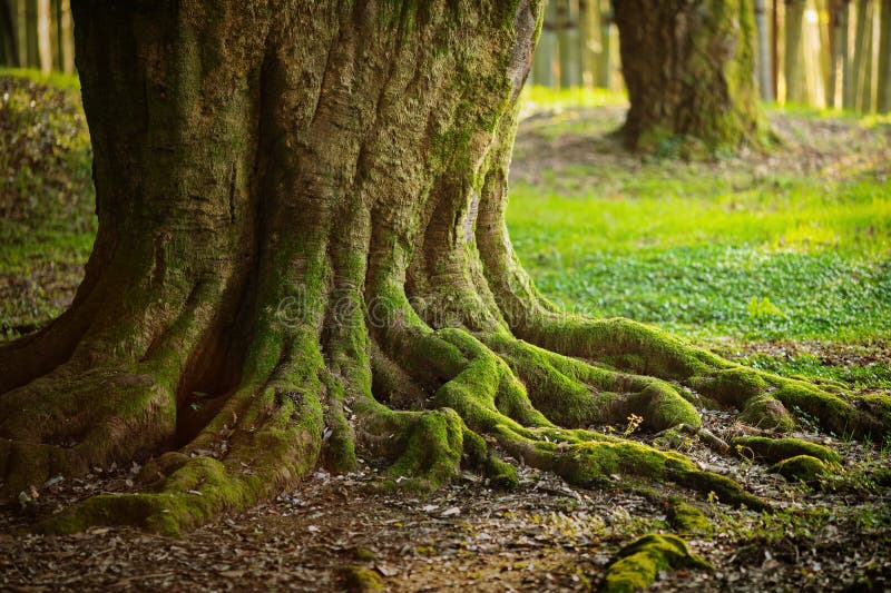 Moss-covered Tree Trunks and Bamboo Grove Stock Image - Image of ...