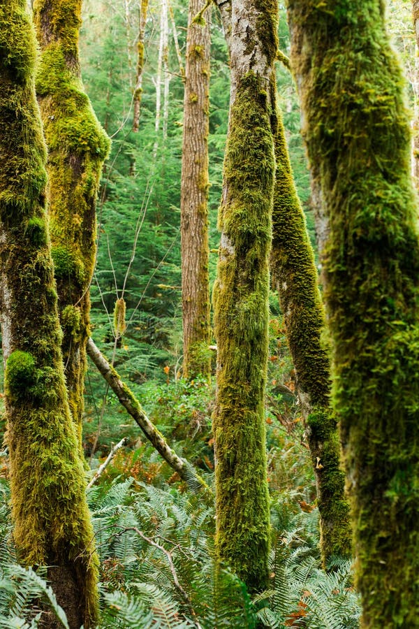 Moss covered forest scene stock photo. Image of moss - 238896492