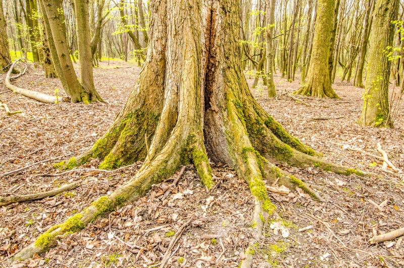 Moss Covered Tree Trunks Ina Forest Stock Photo - Image of woods, limb ...