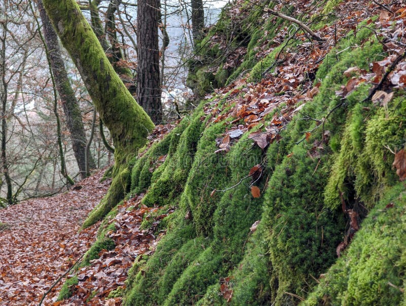 Moss-covered tree trunks stock image. Image of dahn - 305695805