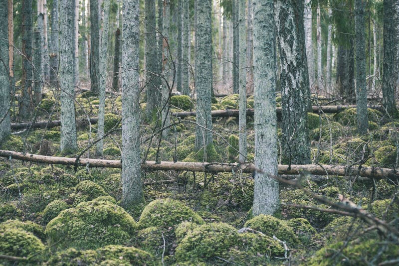 Tree Trunks in Rows in Ancient Forest - Vintage Color Film Look Stock ...