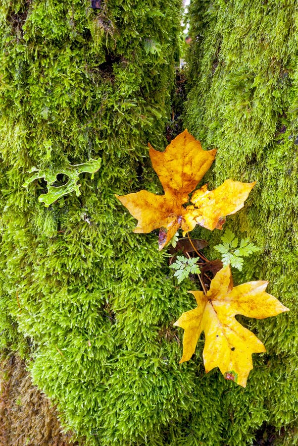 Moss Covered Tree with Two Yellow Leaves Stock Photo - Image of closeup ...
