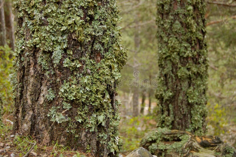Moss Covered Path stock photo. Image of walkway, park - 19169366