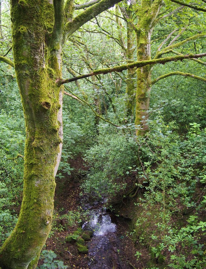 A Hillside Stream Running Though Moss Covered Rocks and Boulders with ...
