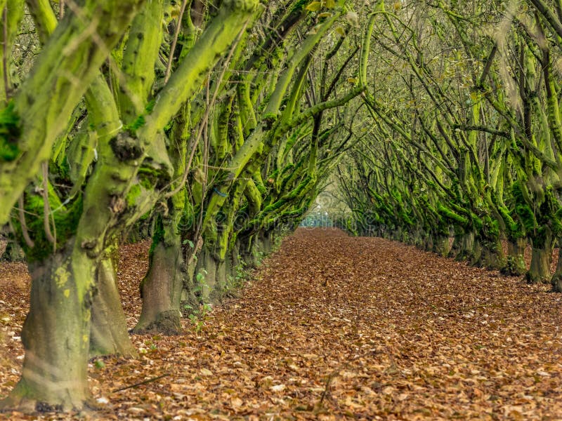 Moss Covered Trees in Orchard Stock Photo - Image of oregon, orchard ...