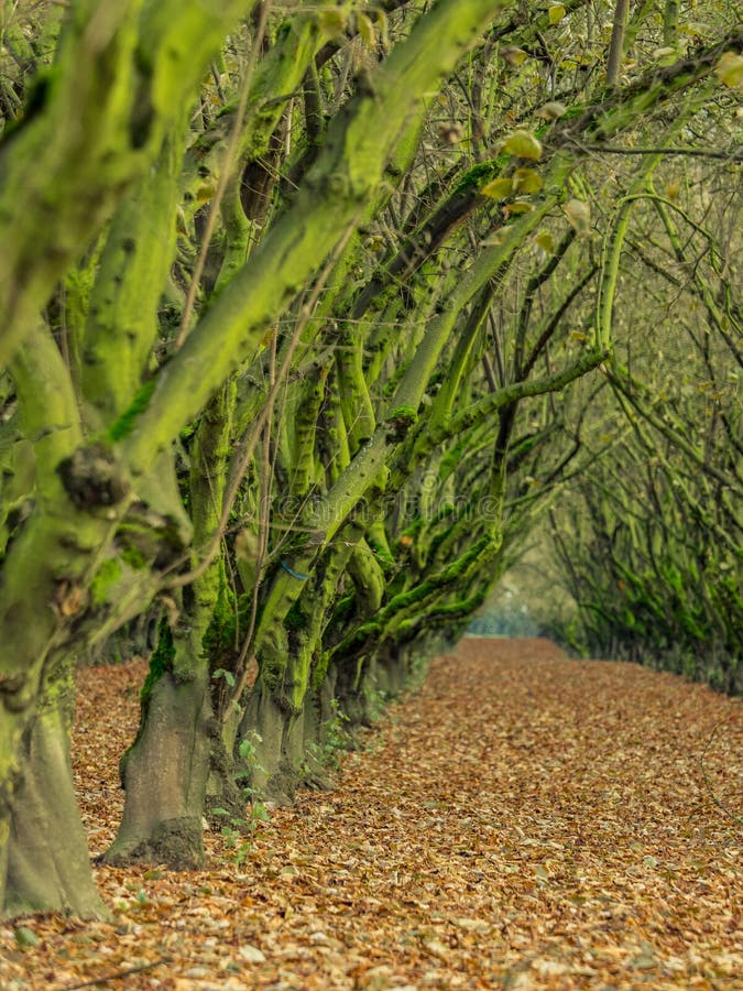 Moss Covered Trees in Orchard Stock Photo - Image of orchard, oregon ...