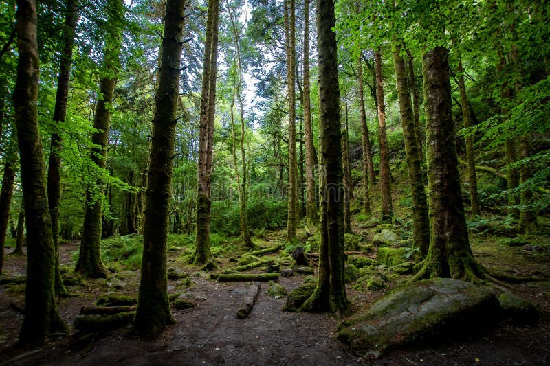 Moss Covered Trees Stand in the Woods on a Path between Rocks Stock ...