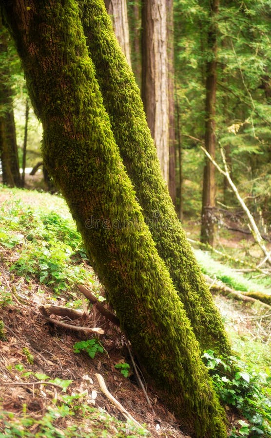 Moss-covered trees stock photo. Image of giant, green - 115624486