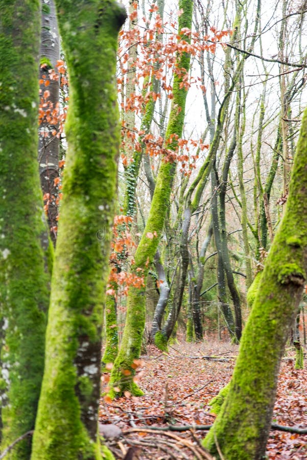 Moss Covered Trees in Winter Stock Photo - Image of park, hiking: 265506496